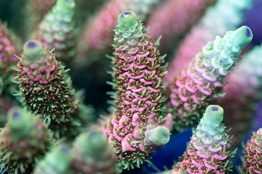 SPS – The Reef Gallery