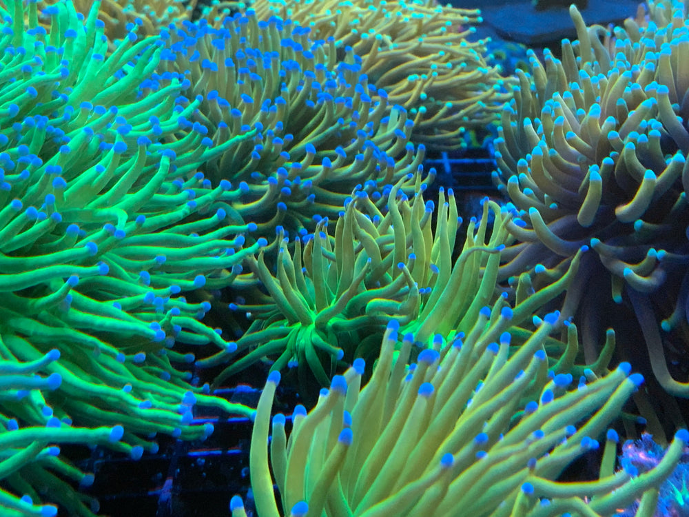 The Reef Gallery