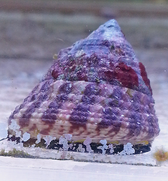 Snails trochus – The Reef Gallery